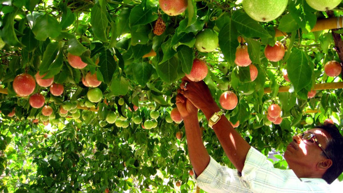 Grow your own grub - The Hindu