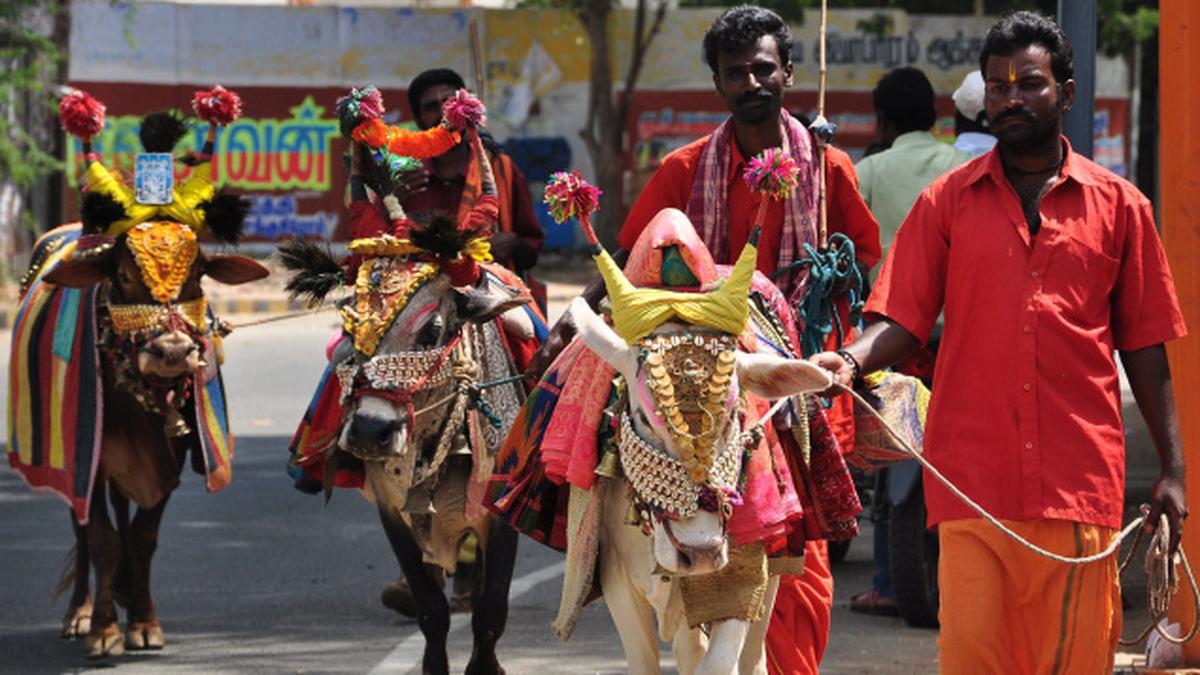 ‘Boom boom maadu,’ no more a booming business in Madurai - The Hindu