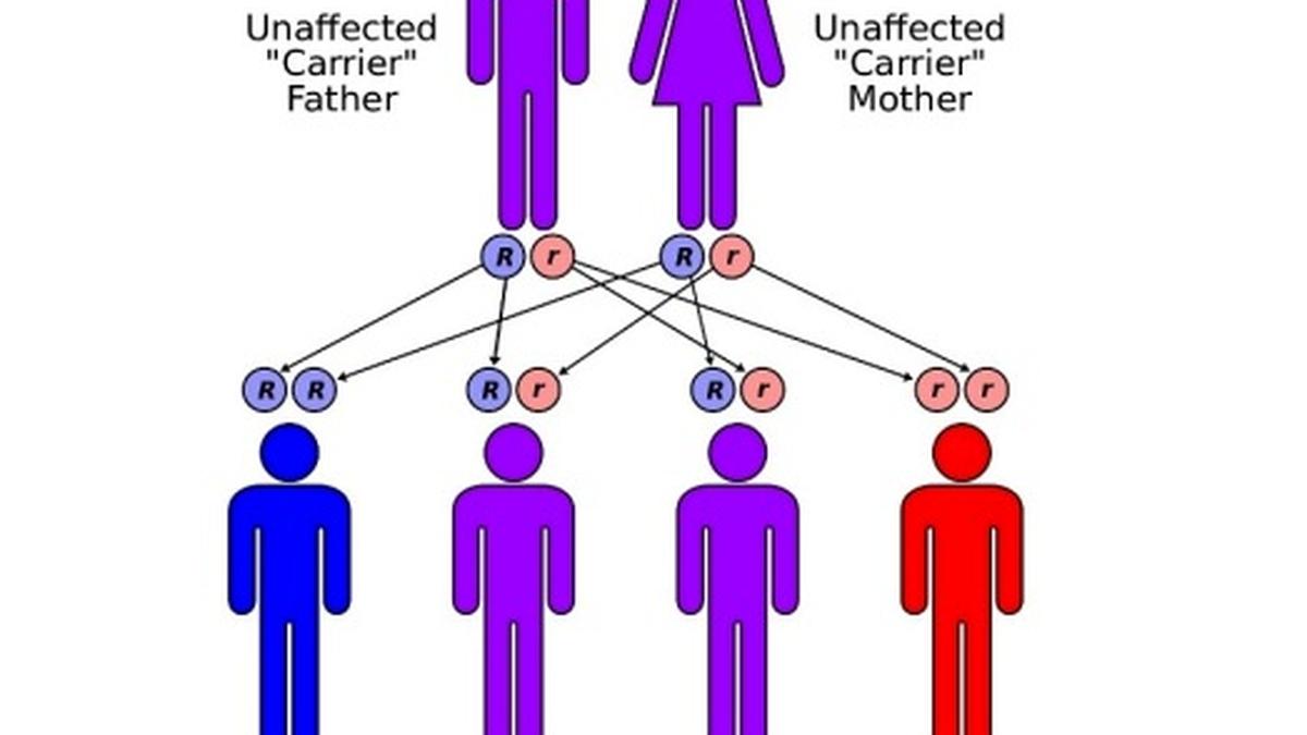 Why dangerous genes stick around: The heterozygote advantage - The Hindu
