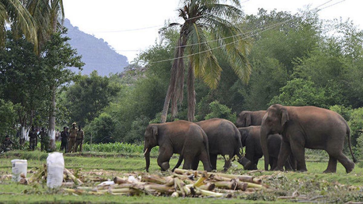 Operation ‘Malai’ nets two straying elephants - The Hindu