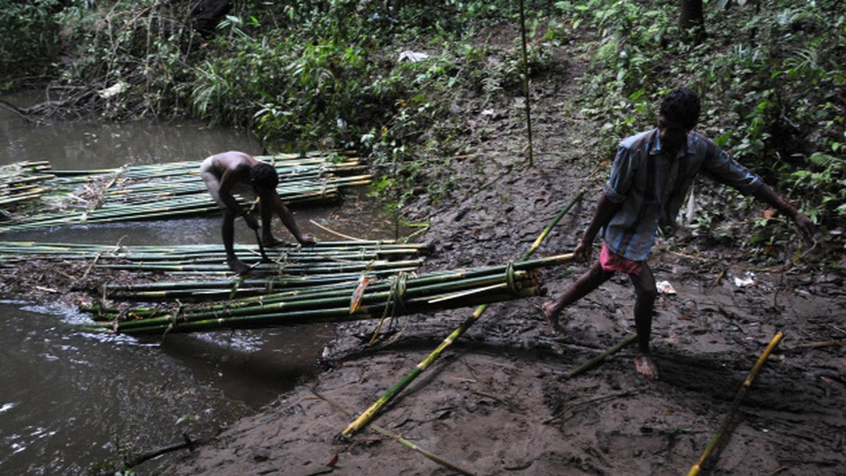 In rain and shine the humble bamboo sustains these tribes - The Hindu