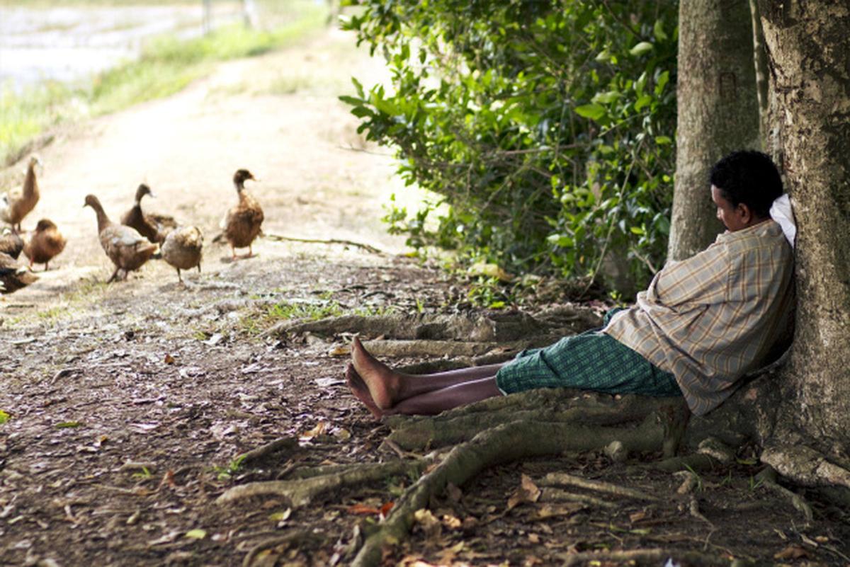 Photo File: Waddling along in Kuttanad - The Hindu