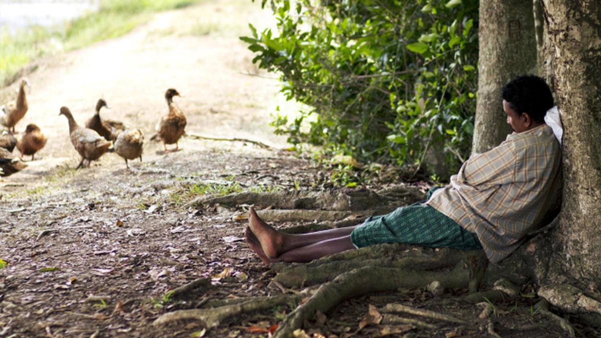 Waddling along in Kuttanad - The Hindu