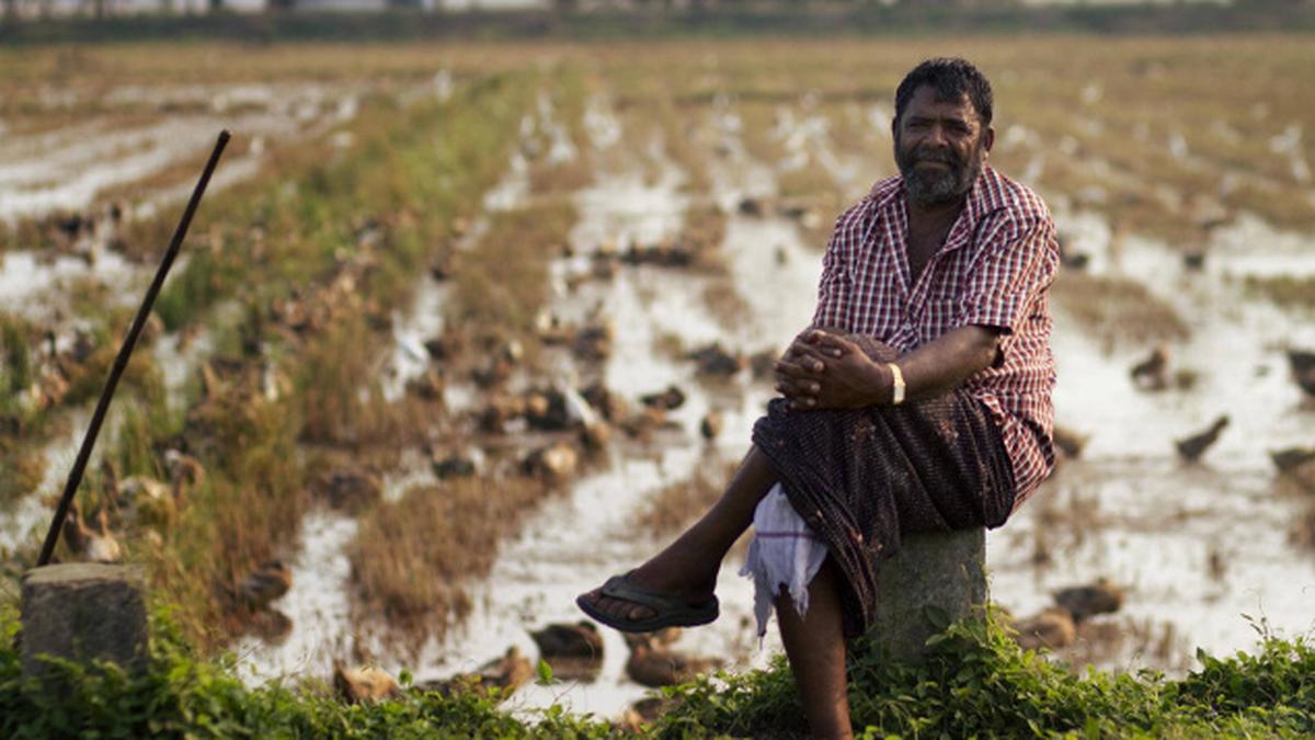 Photo File: Waddling along in Kuttanad - The Hindu