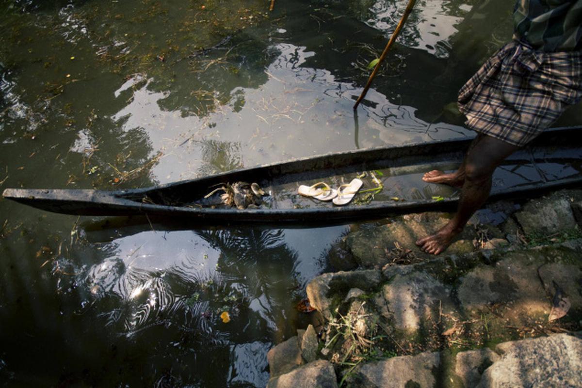 Photo File: Waddling along in Kuttanad - The Hindu