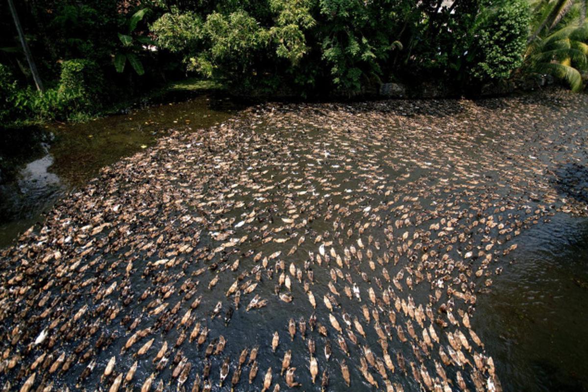 Photo File: Waddling along in Kuttanad - The Hindu