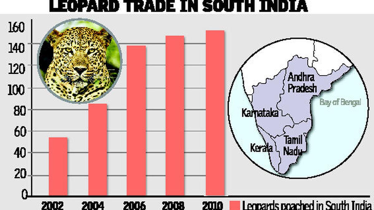 Leopard poaching on the rise in southern States - The Hindu