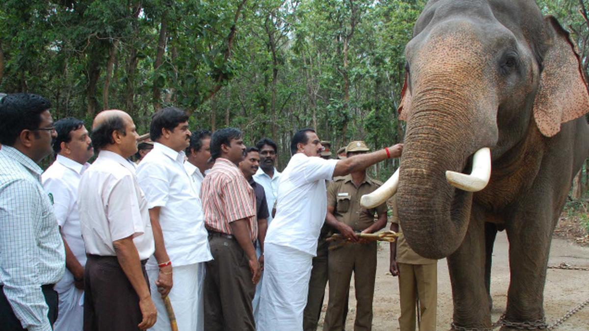 Efforts on to prevent attacks by animals - The Hindu