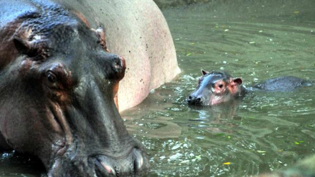 Hippo gives birth in capital zoo - The Hindu