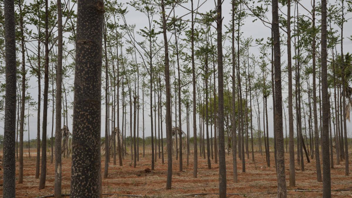 Taking firm root - The Hindu