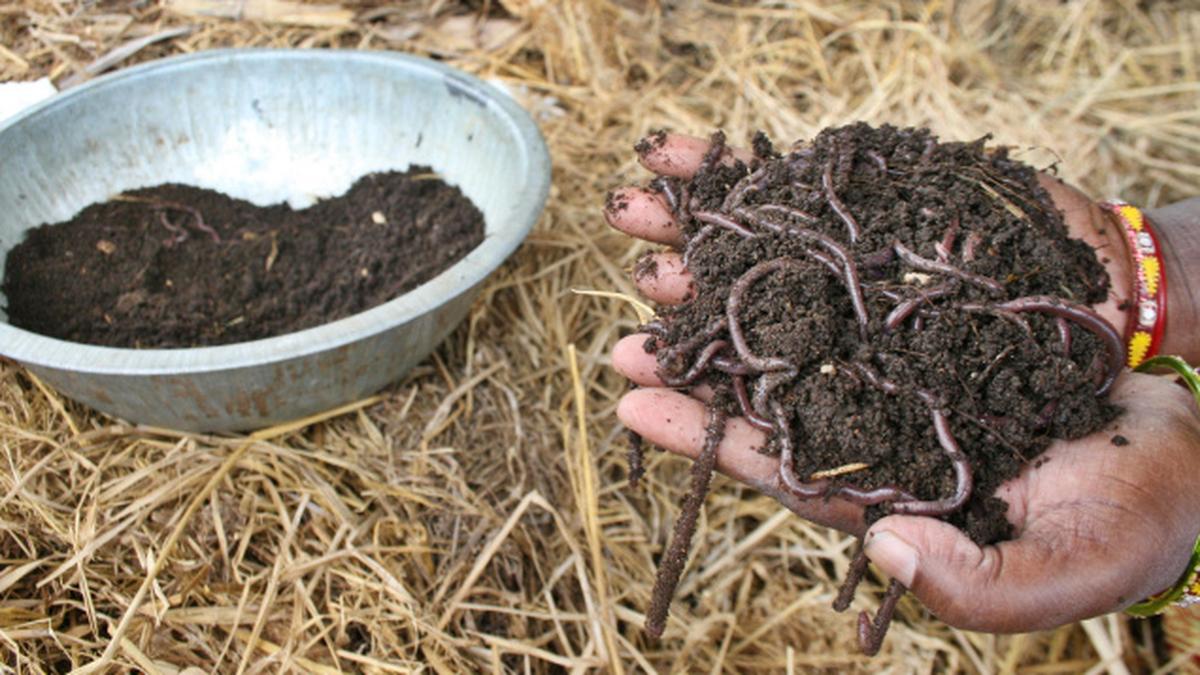 Vermicompost: a down-to-earth solution to cut input costs - The Hindu