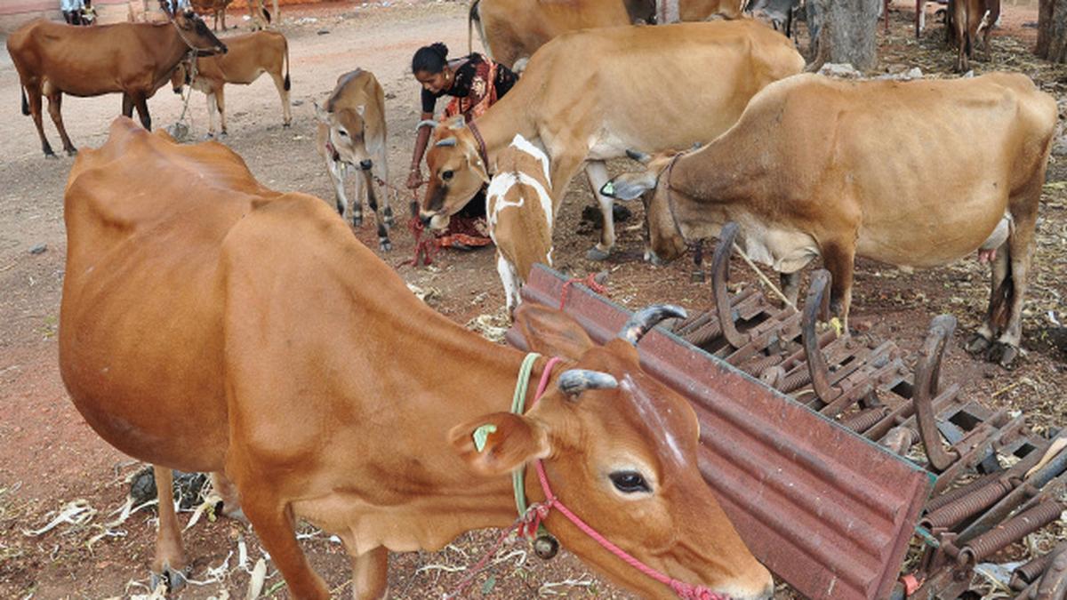 Milch cows a source of livelihood as well as nutrition in villages ...
