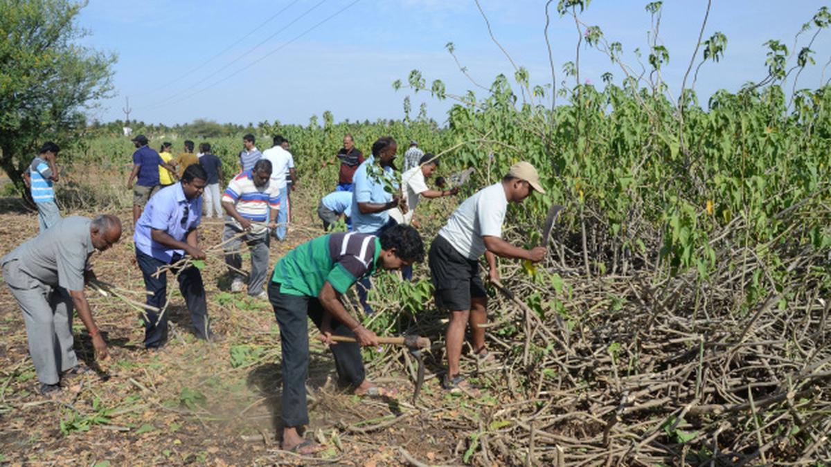 Will Mavadi Kulam be a beacon for dying lakes? - The Hindu