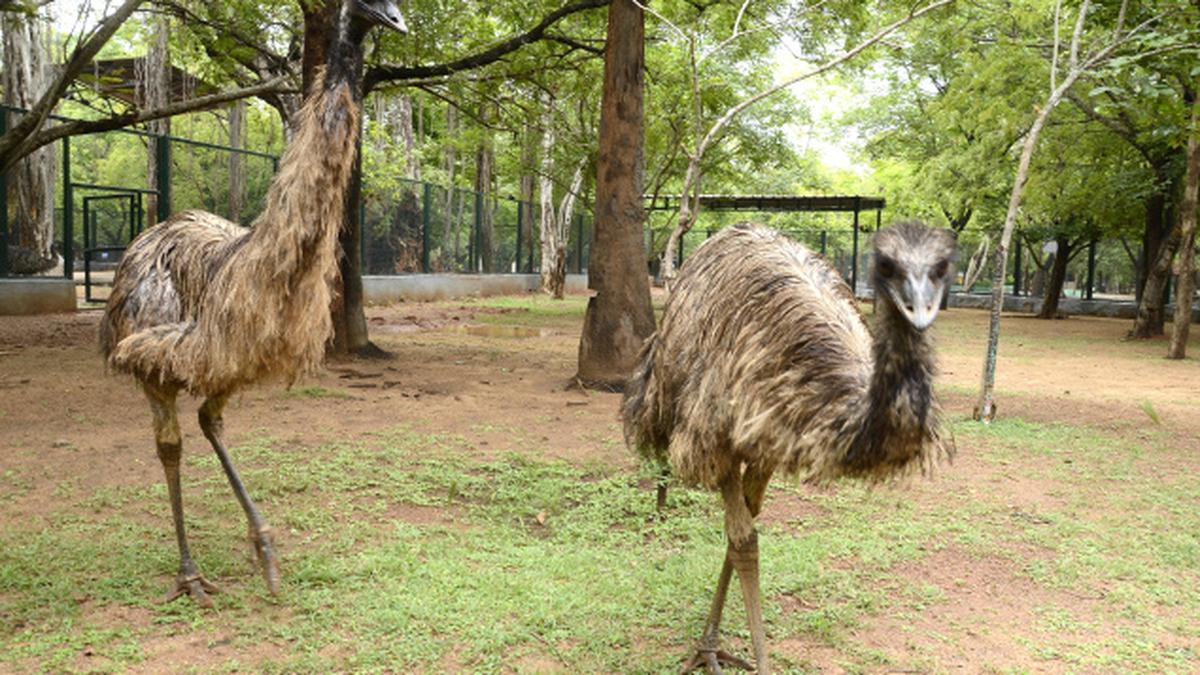 Bird move: Three emus come to Guindy Park - The Hindu