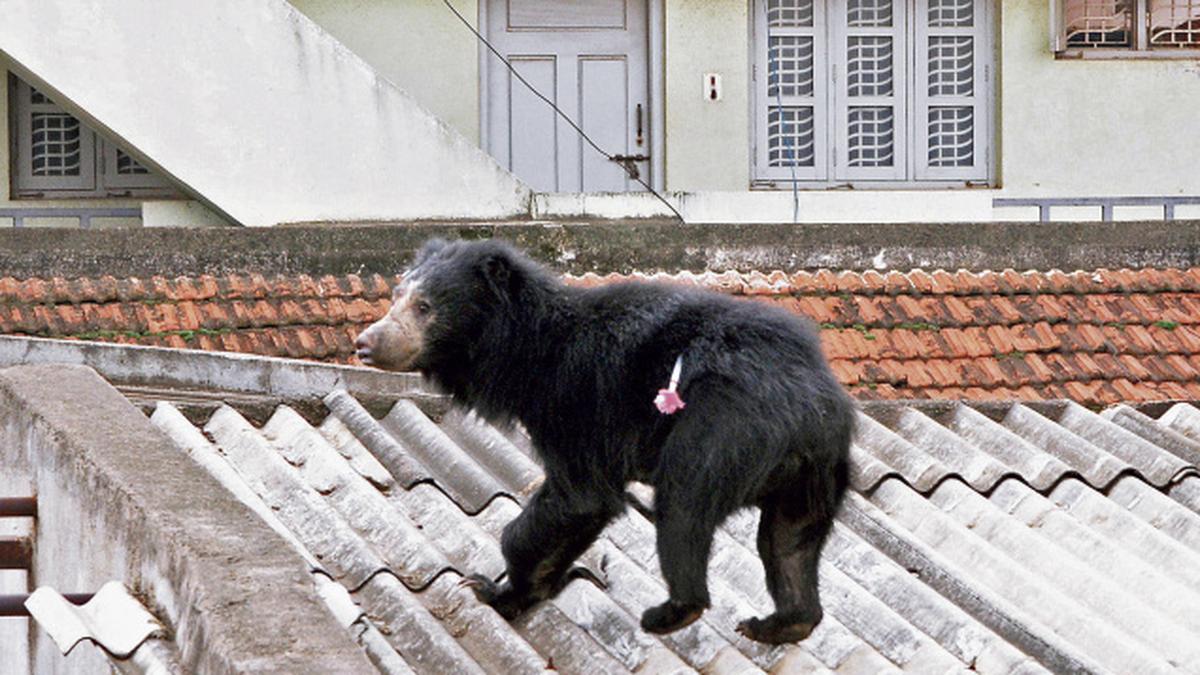 Two injured in bear attack - The Hindu