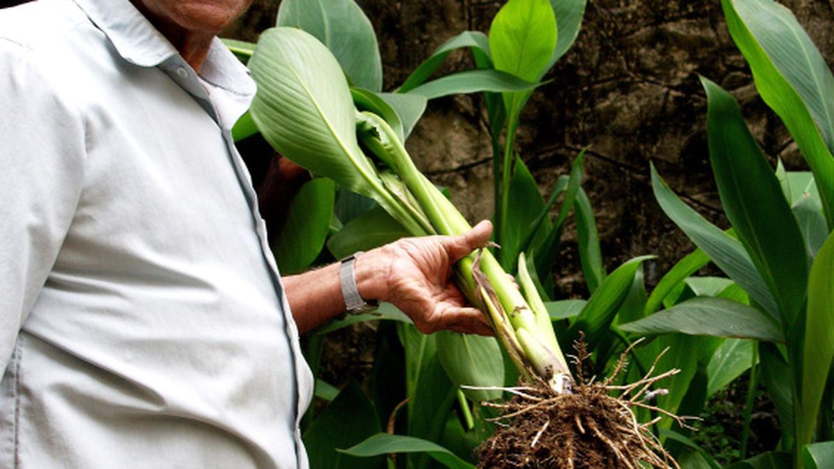 Canna plant solve your water woes? - The Hindu