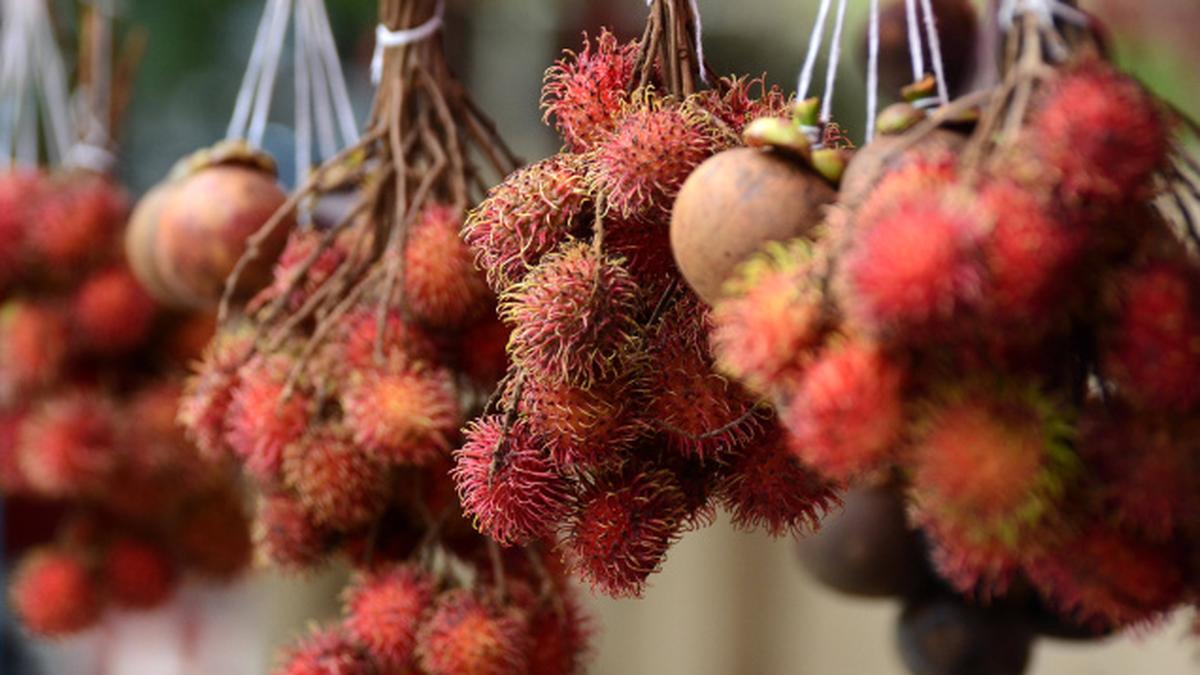 Ra Ra Rambutan… - The Hindu