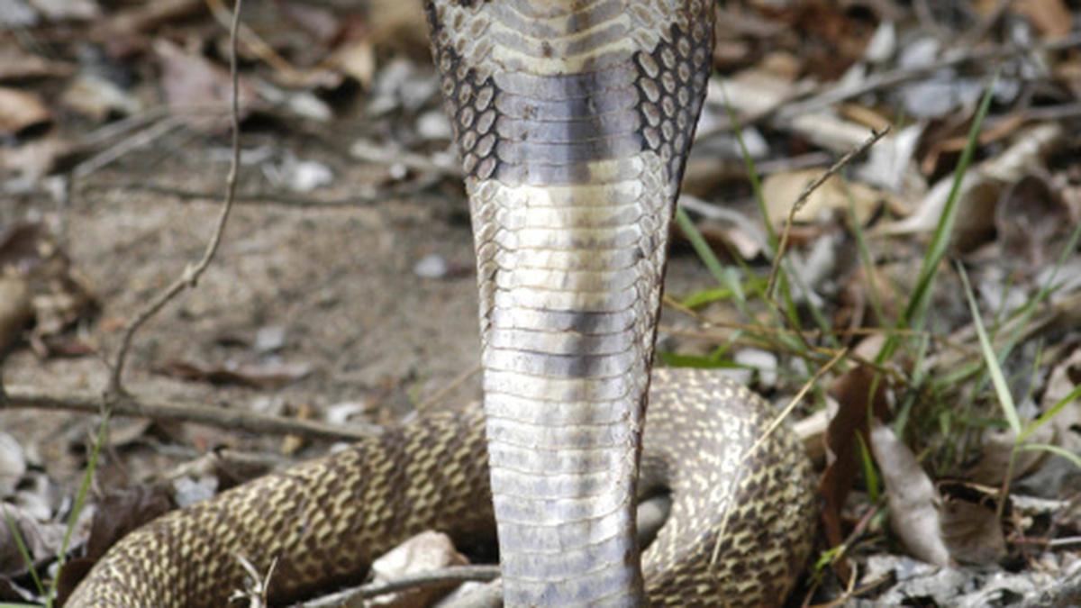 First Aid: Fanged foe - The Hindu