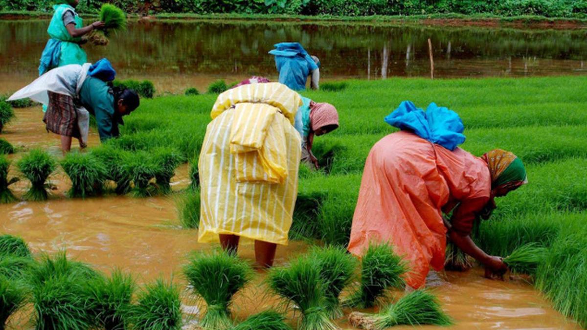 Paddy transplantation begins in Kodagu - The Hindu