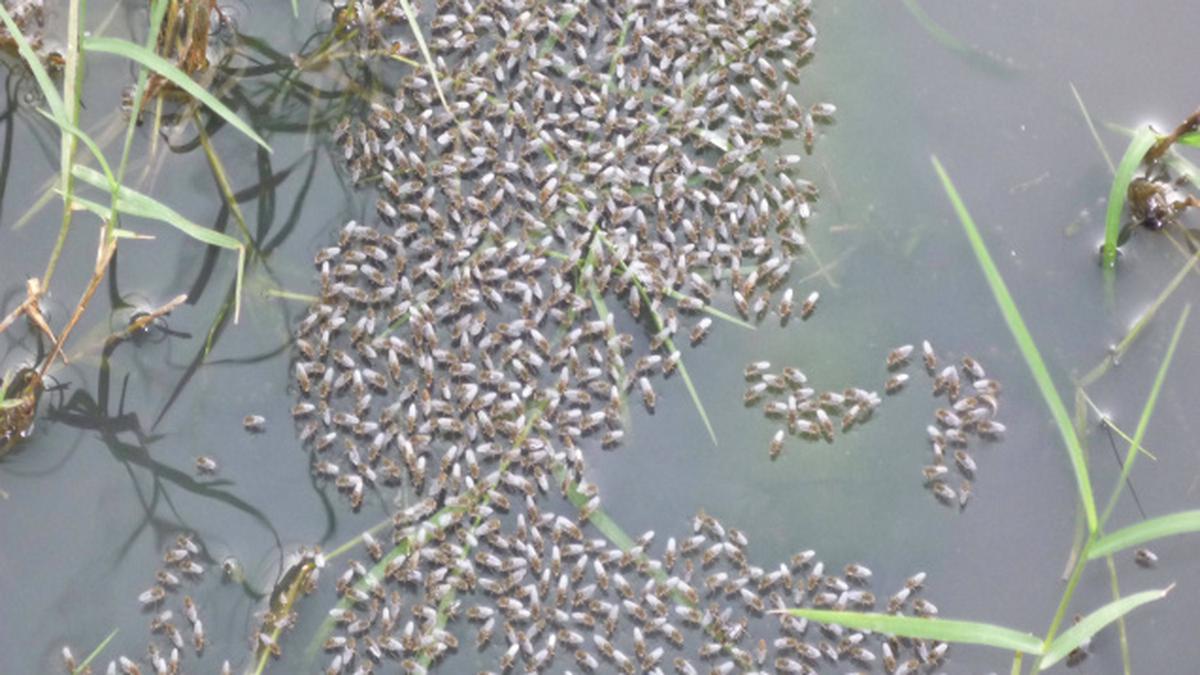 Now, a patch to make you invisible to mosquitoes - The Hindu