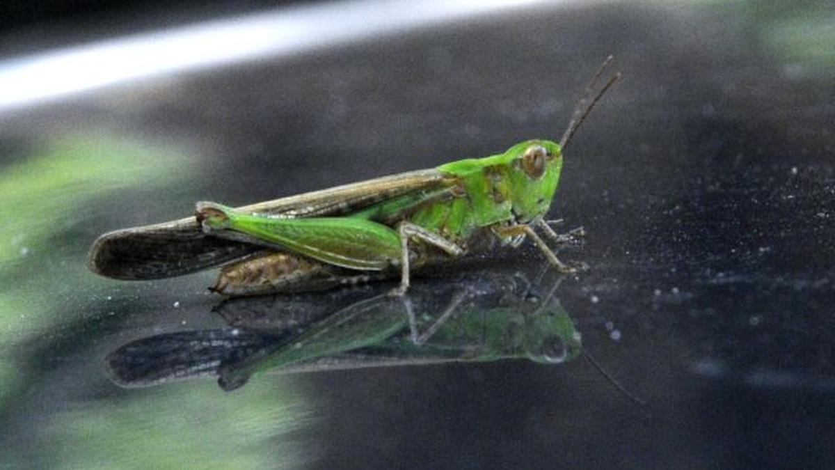 Insects inspire simpler prosthetics - The Hindu