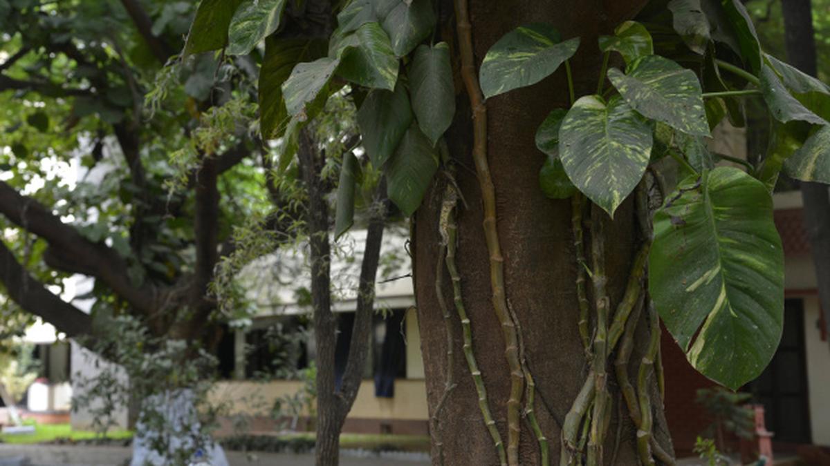 Tree bay: Trees that heal - The Hindu