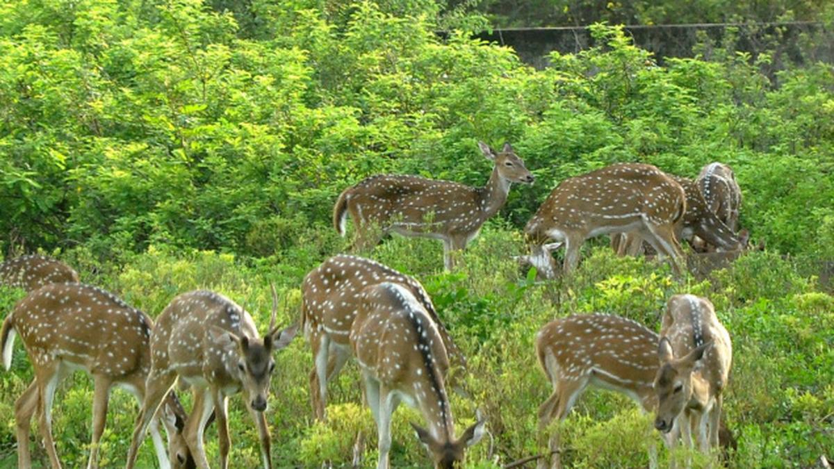 Deer park in dire need of facilities - The Hindu