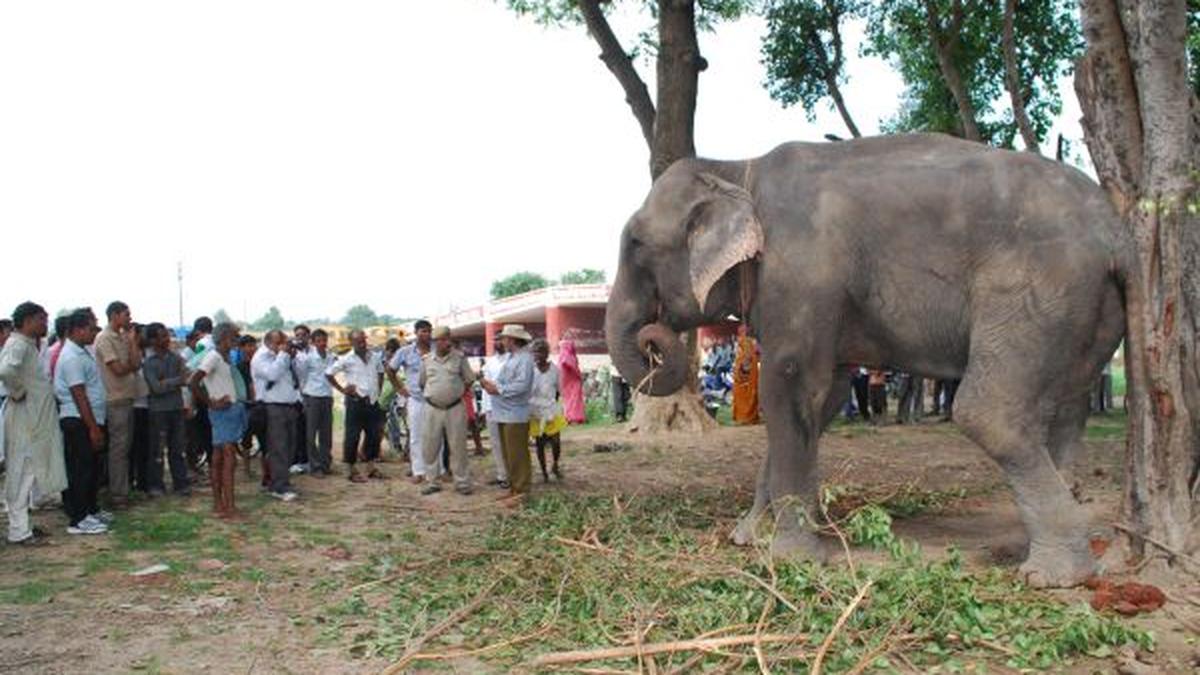 Elephant kills mahout in UP - The Hindu