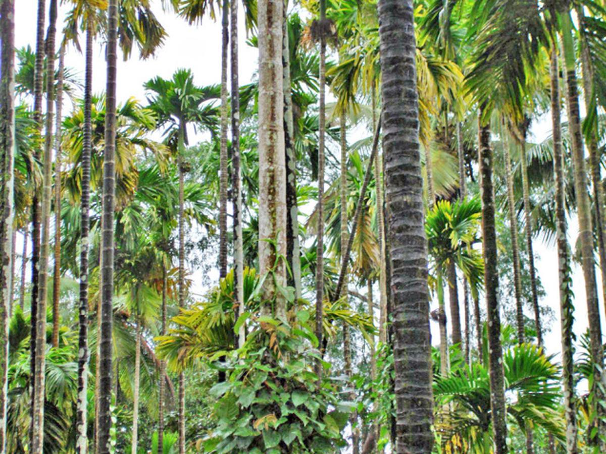 Areca farmers to get payout - The Hindu