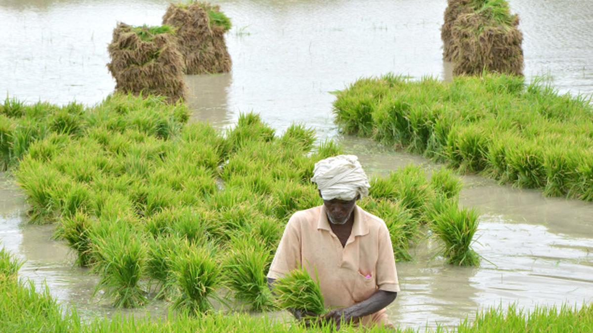 Kuruvai down, but samba may be bountiful - The Hindu