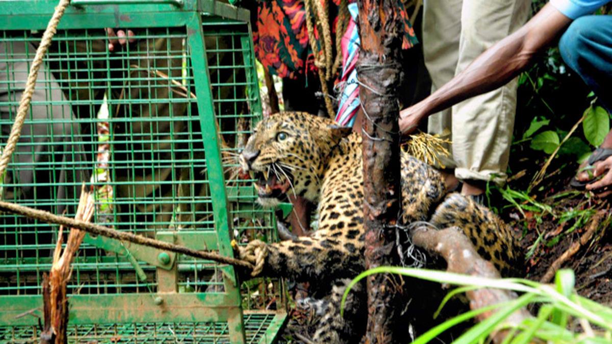 Leopard rescued from rubber plantation - The Hindu