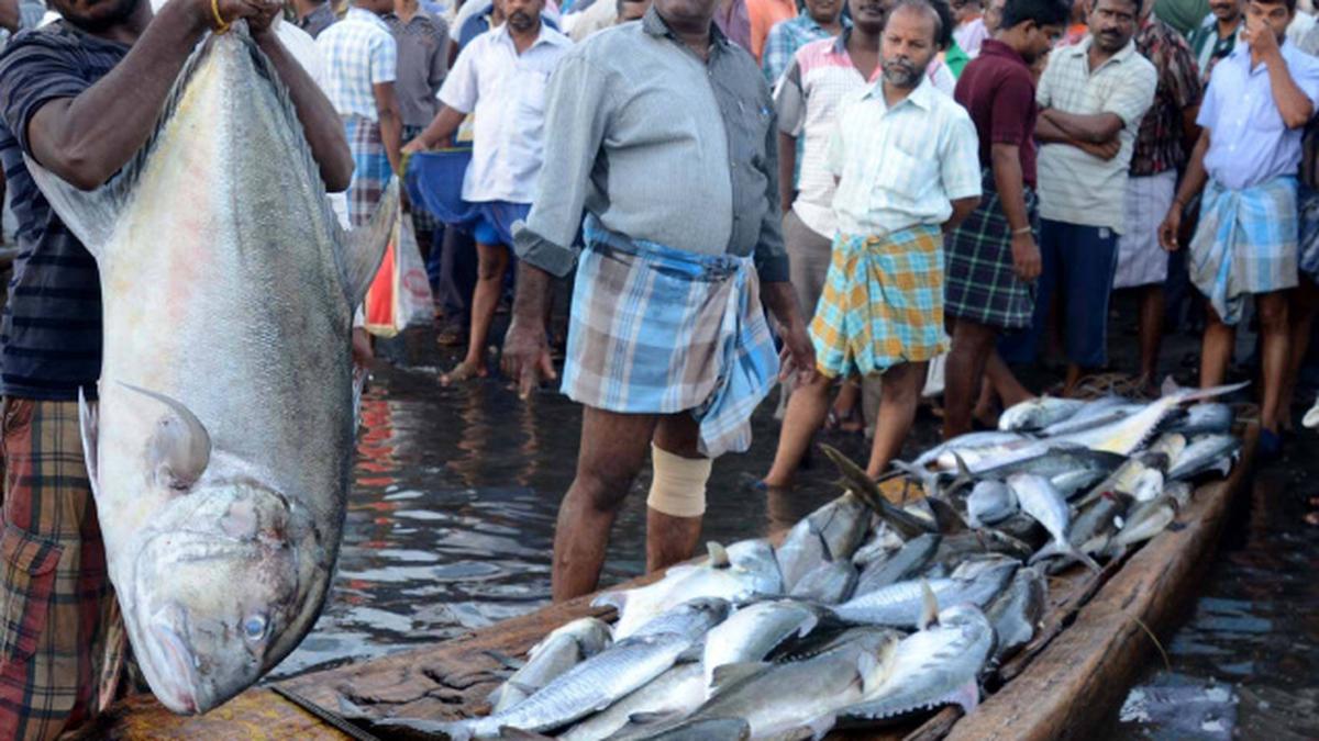 Thousands throng Kasimedu harbour - The Hindu