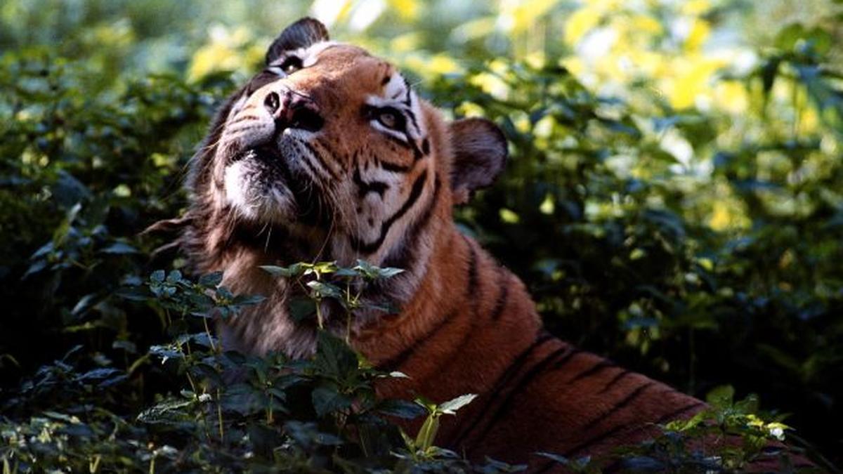 3 tigers found dead in a week in Corbett Reserve - The Hindu