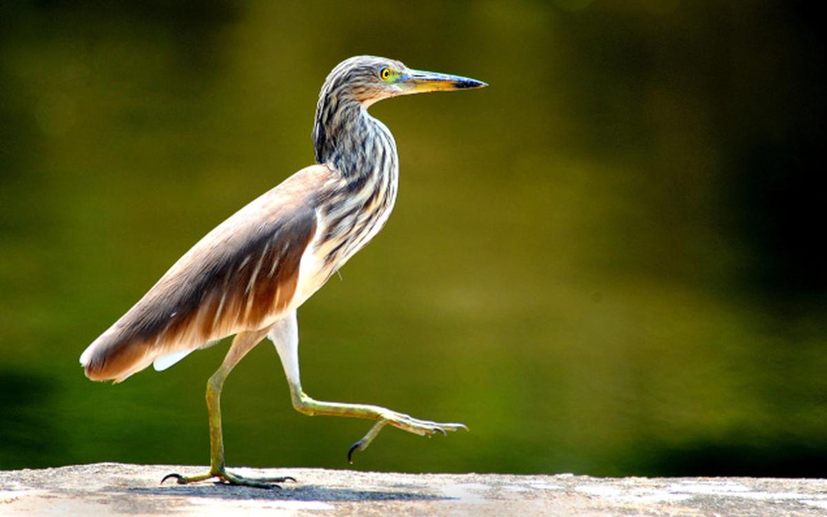 Of birds and birdsong - The Hindu