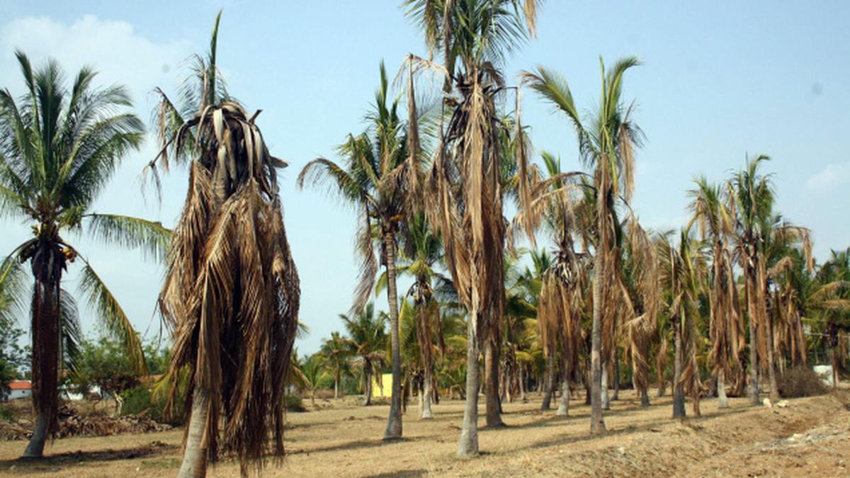 Coconut growers are a dejected lot - The Hindu