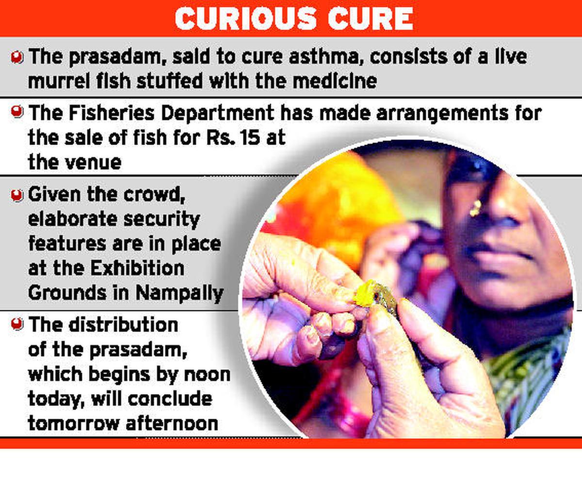 Hyderabad’s fish medicine to be distributed today - The Hindu