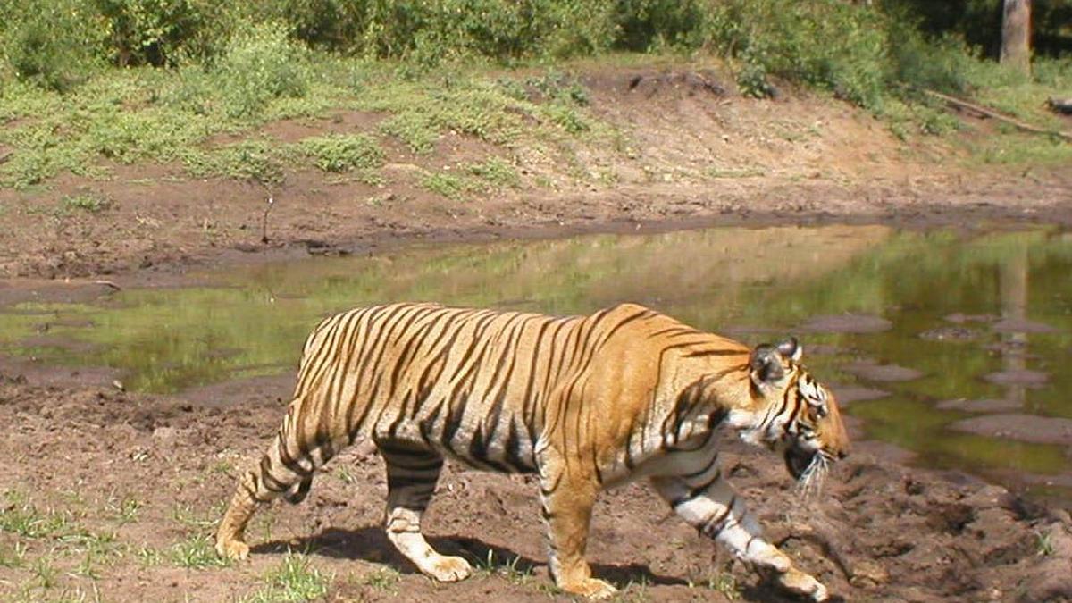 Royal Bengal Tiger count in Sunderbans is 103 - The Hindu