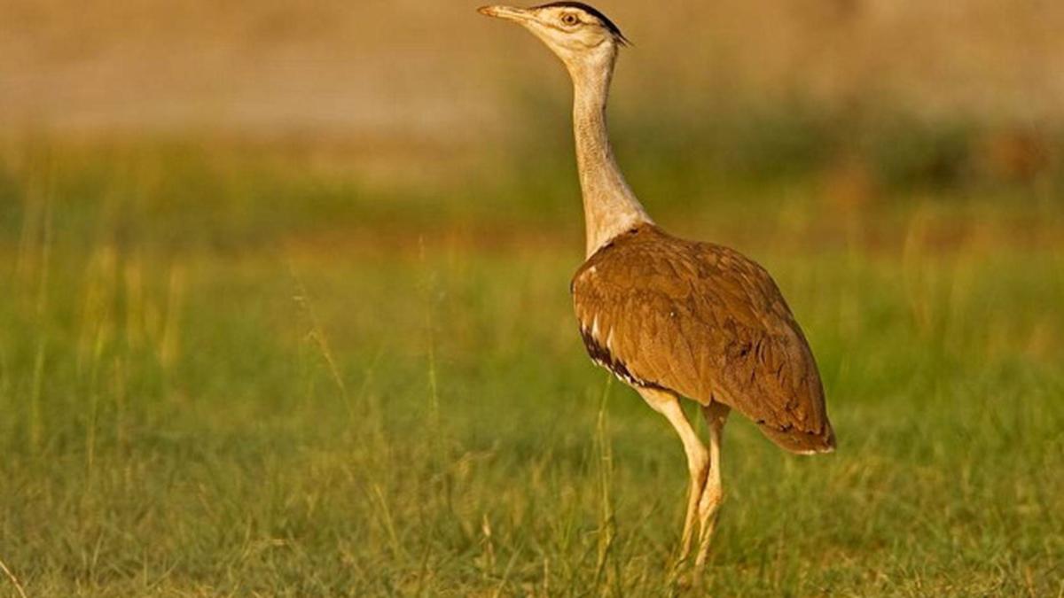 Gehlot tours the Great Indian Bustard habitat - The Hindu