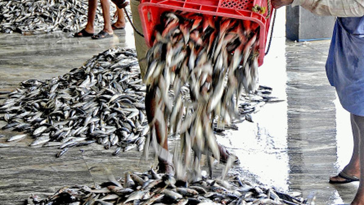 Munambam fishing harbour sets an example in hygiene, efficiency - The Hindu