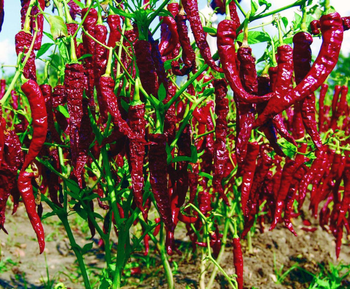 High-yielding hybrid Byadgi chilli launched - The Hindu