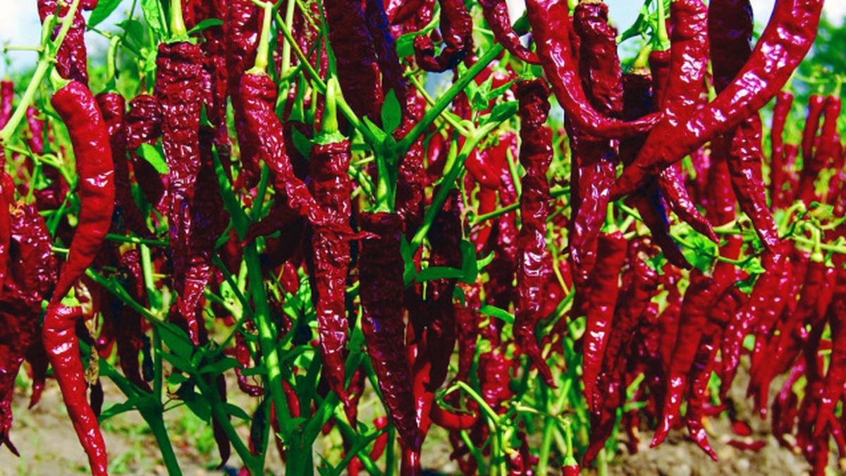 High-yielding hybrid Byadgi chilli launched - The Hindu