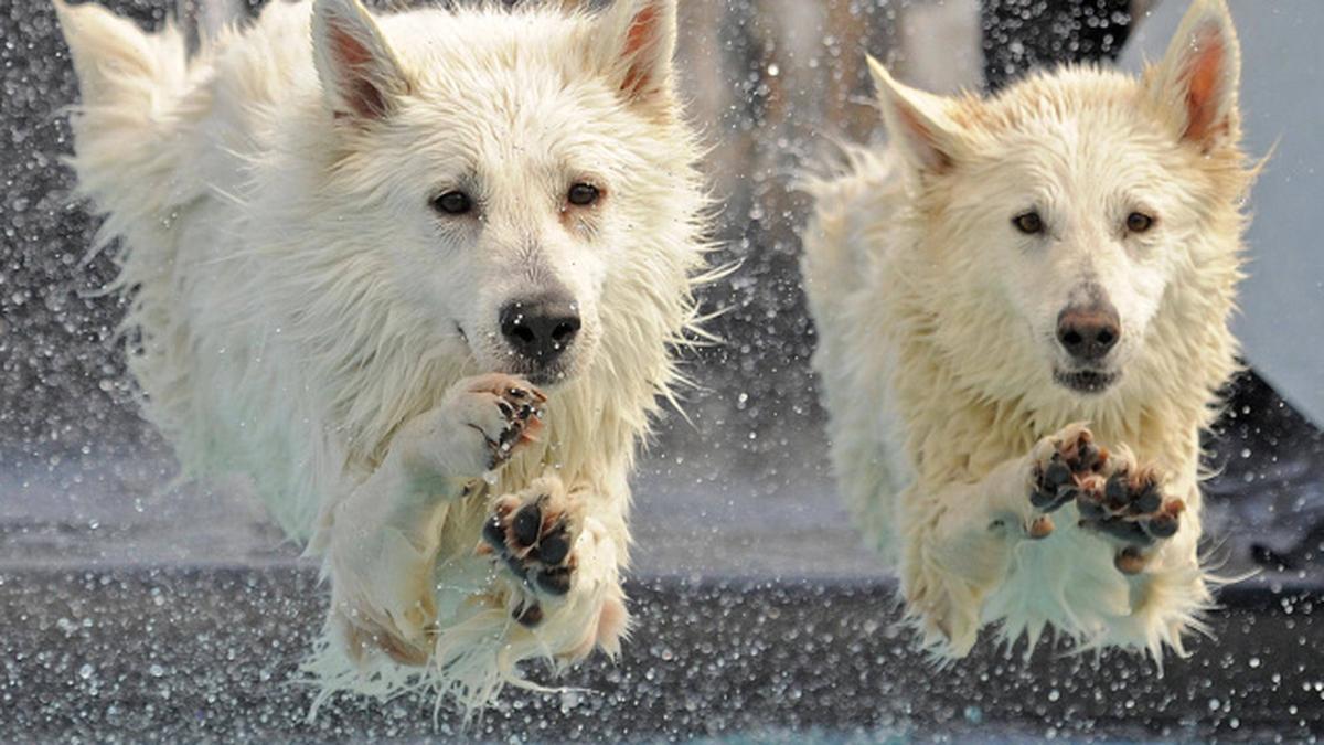 Day in pictures - The Hindu