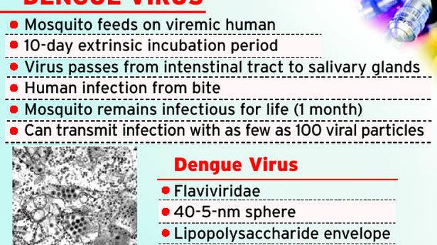 Dengue virus is evolving, say virologists - The Hindu