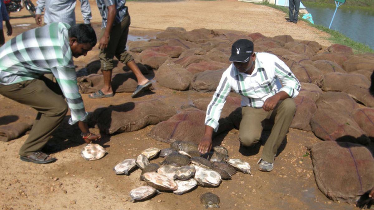 2,000 turtles rescued, released in Kolleru Lake - The Hindu