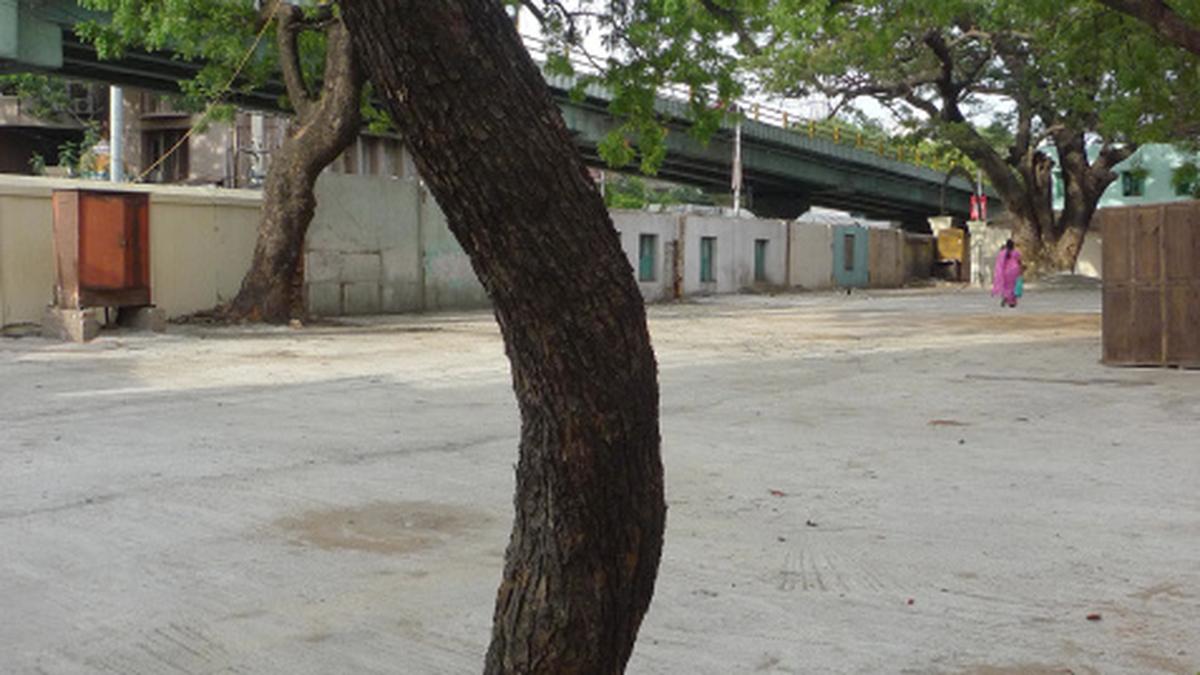 Choked by concrete, urban trees face slow death in Tamil Nadu - The Hindu