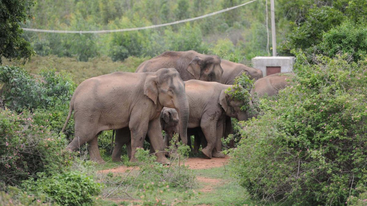 Elephant task force report to be implemented - The Hindu