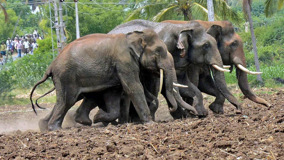 Tamil Nadu can trumpet its record in elephant conservation - The Hindu