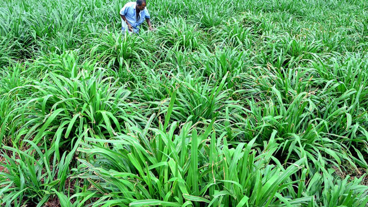 Fodder scheme’s green shoots give hope to farmers, milk cooperatives ...