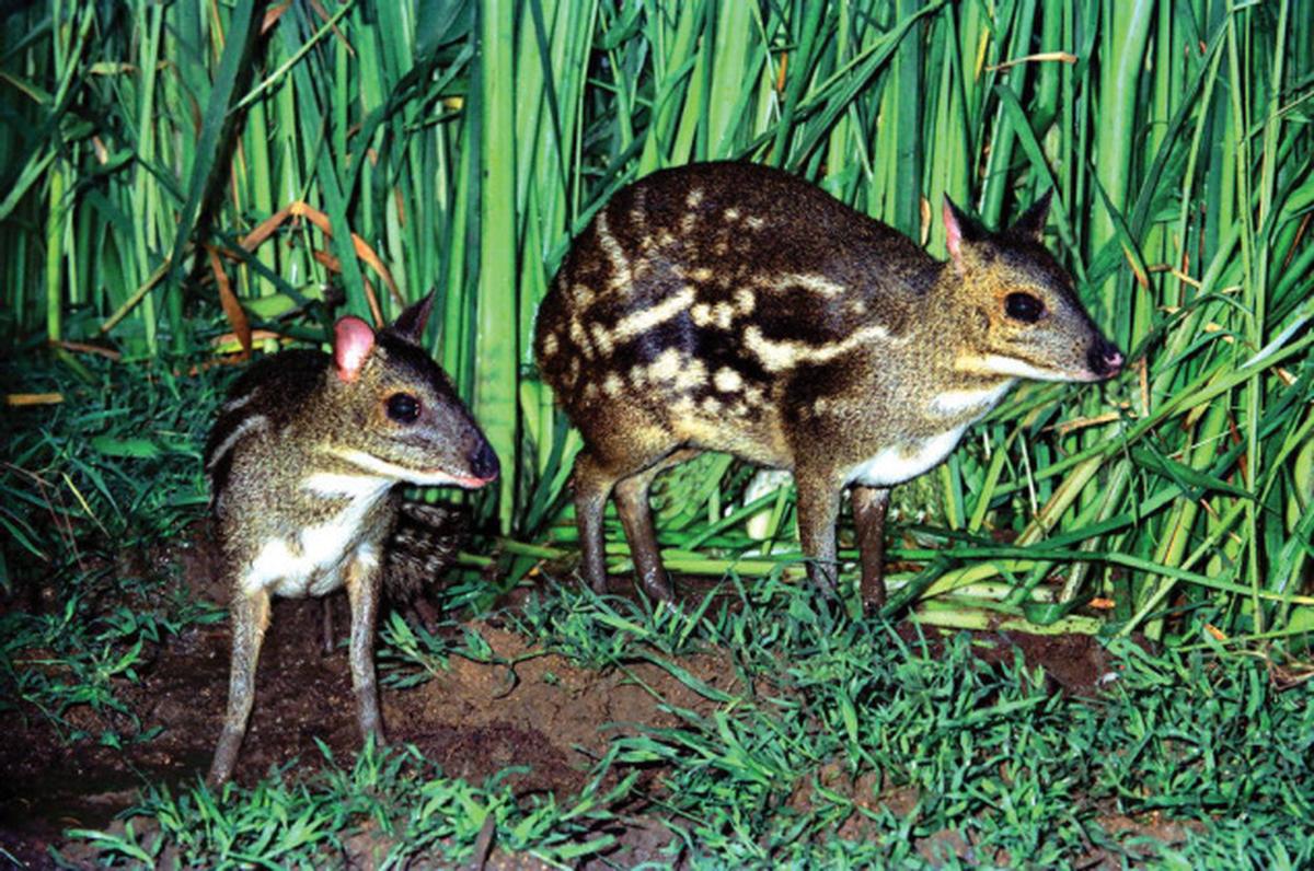 Mouse deer born at Hyderabad's Nehru Zoo - The Hindu
