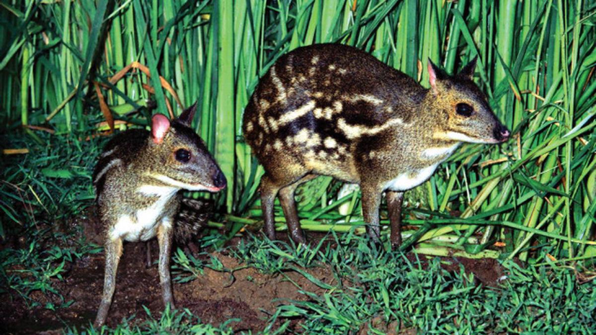 Mouse deer born at Hyderabad's Nehru Zoo - The Hindu